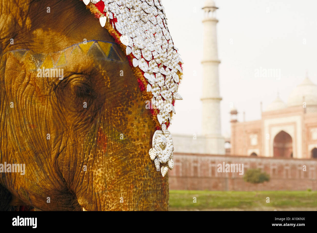Close-up of an elephant in front of a mausoleum, Taj Mahal, Agra, Uttar ...