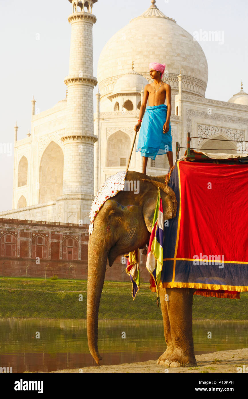 Man Standing On Indian Elephant Stock Photos & Man Standing On Indian ...
