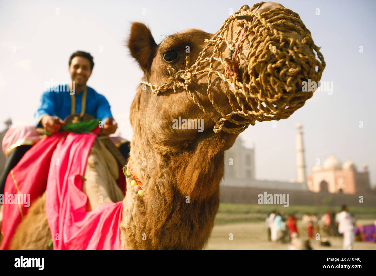 Close-up of a young man riding a camel Stock Photo - Alamy