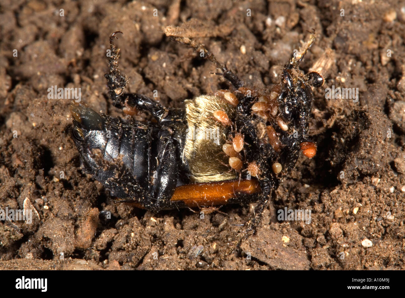 Body beetle hi-res stock photography and images - Alamy