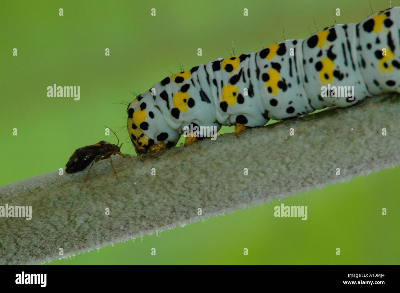 a mullein moth caterpillar and a flower bug dining on a buddlea stem ...