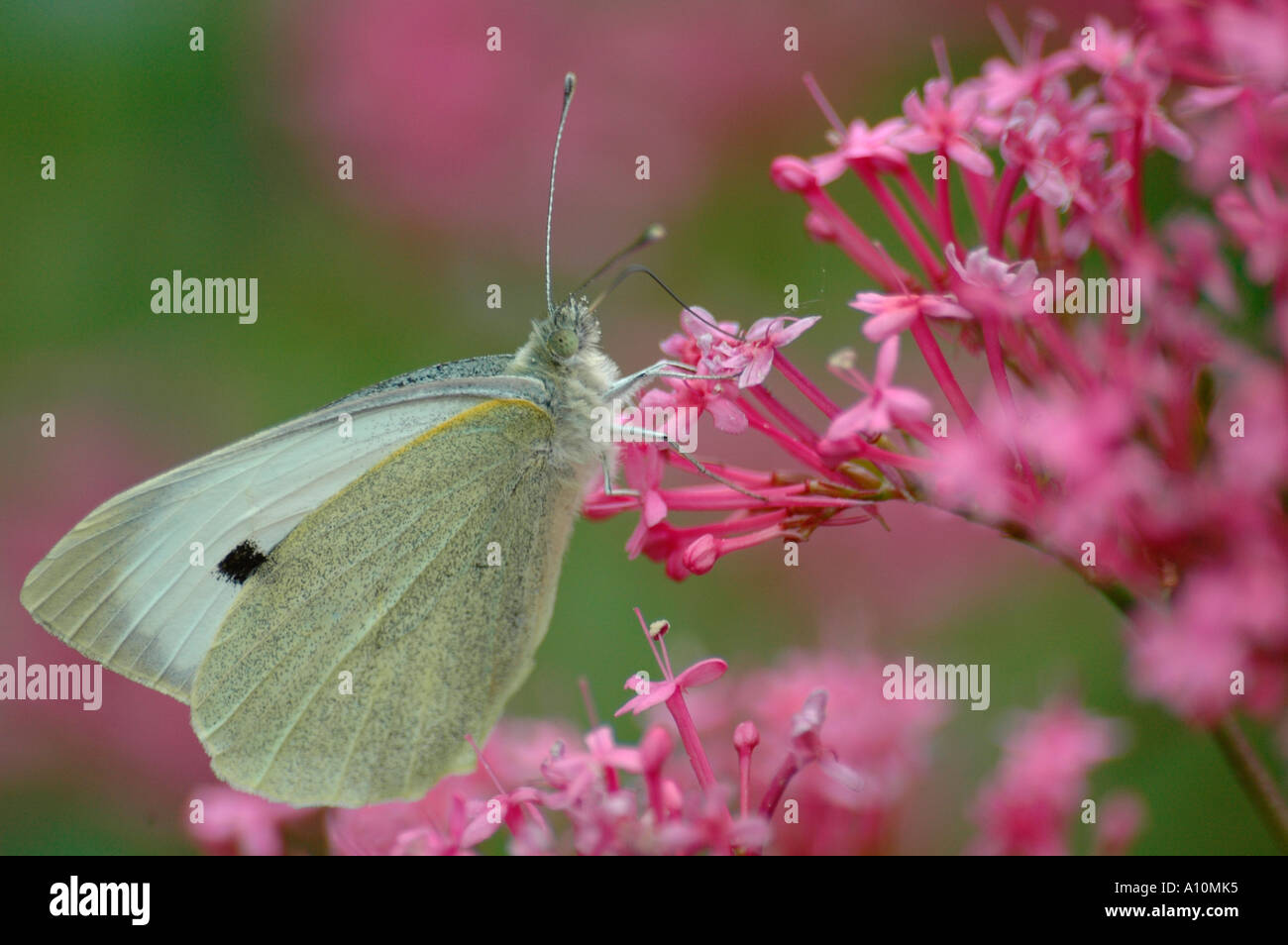 Butterfly large cabbage white male hi-res stock photography and images ...