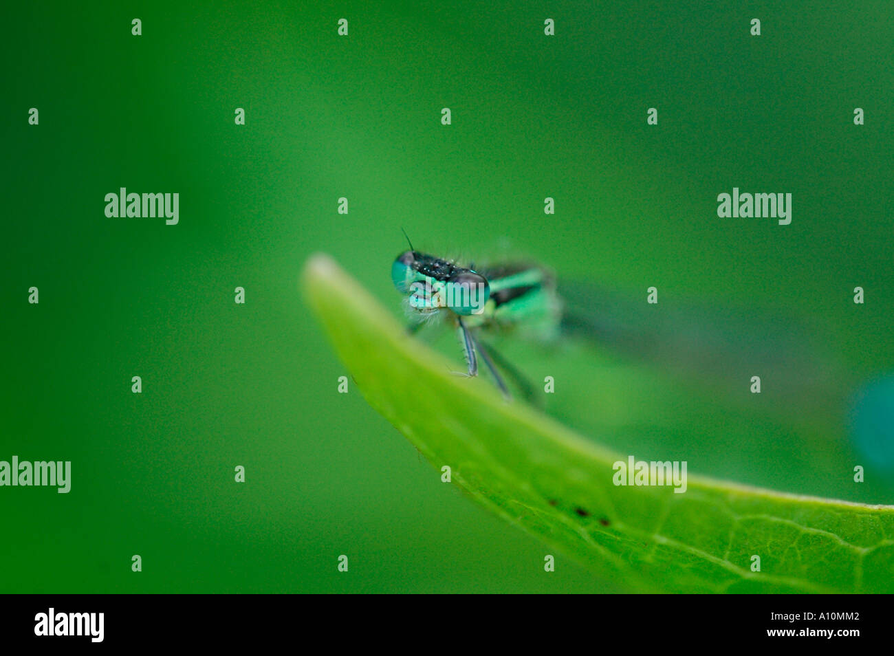 the face of a blue tailed damselfly smiling Stock Photo - Alamy
