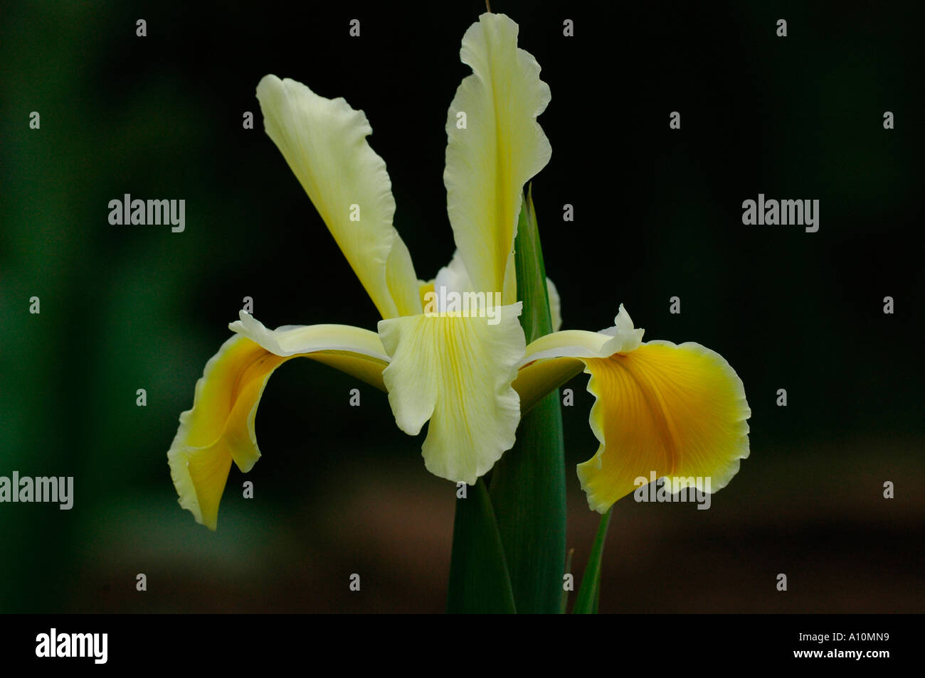 Dividing iris hi-res stock photography and images - Alamy