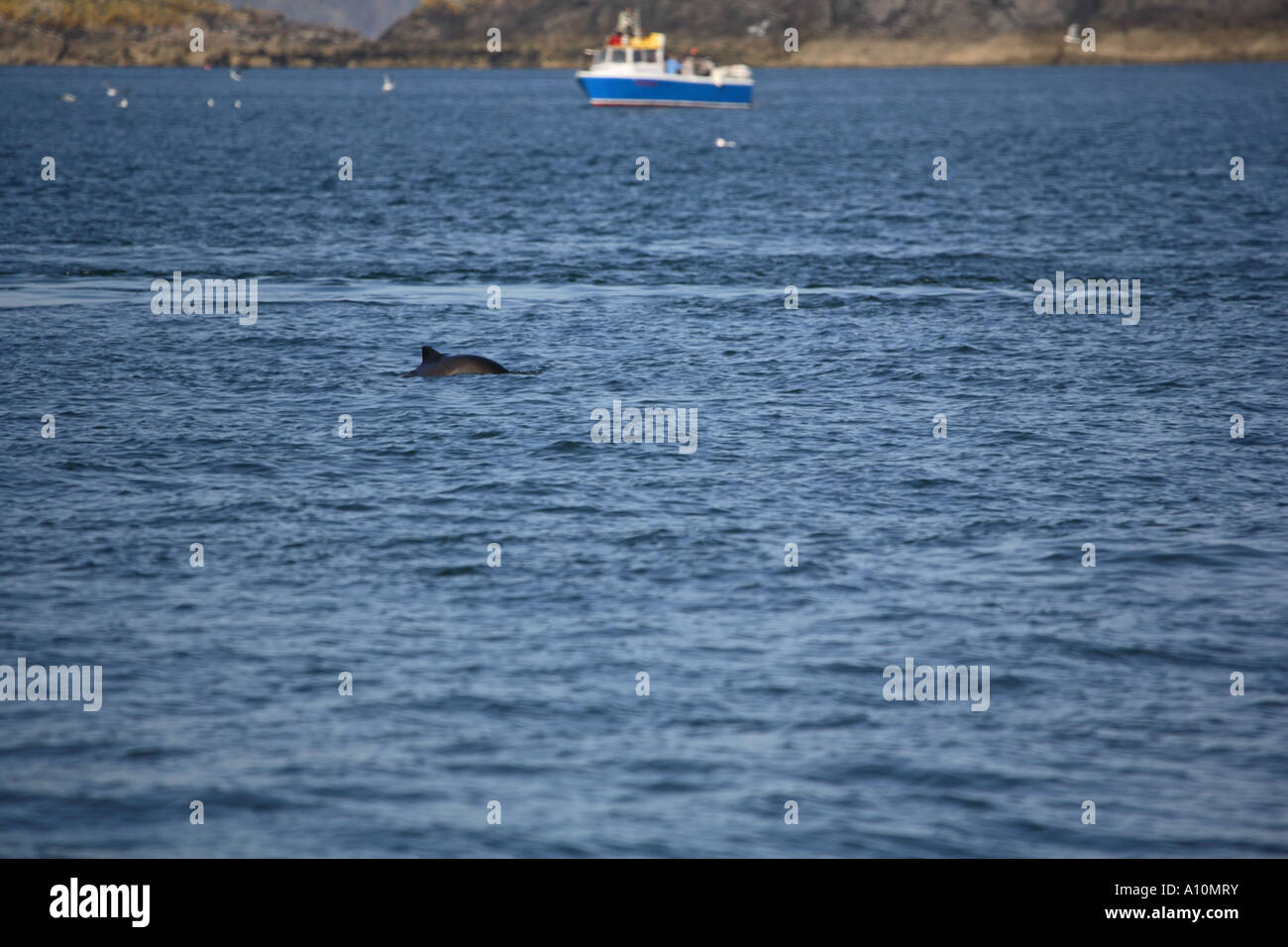 harbour porpoise Phocoena phocoena swimming and showing fin Stock Photo ...