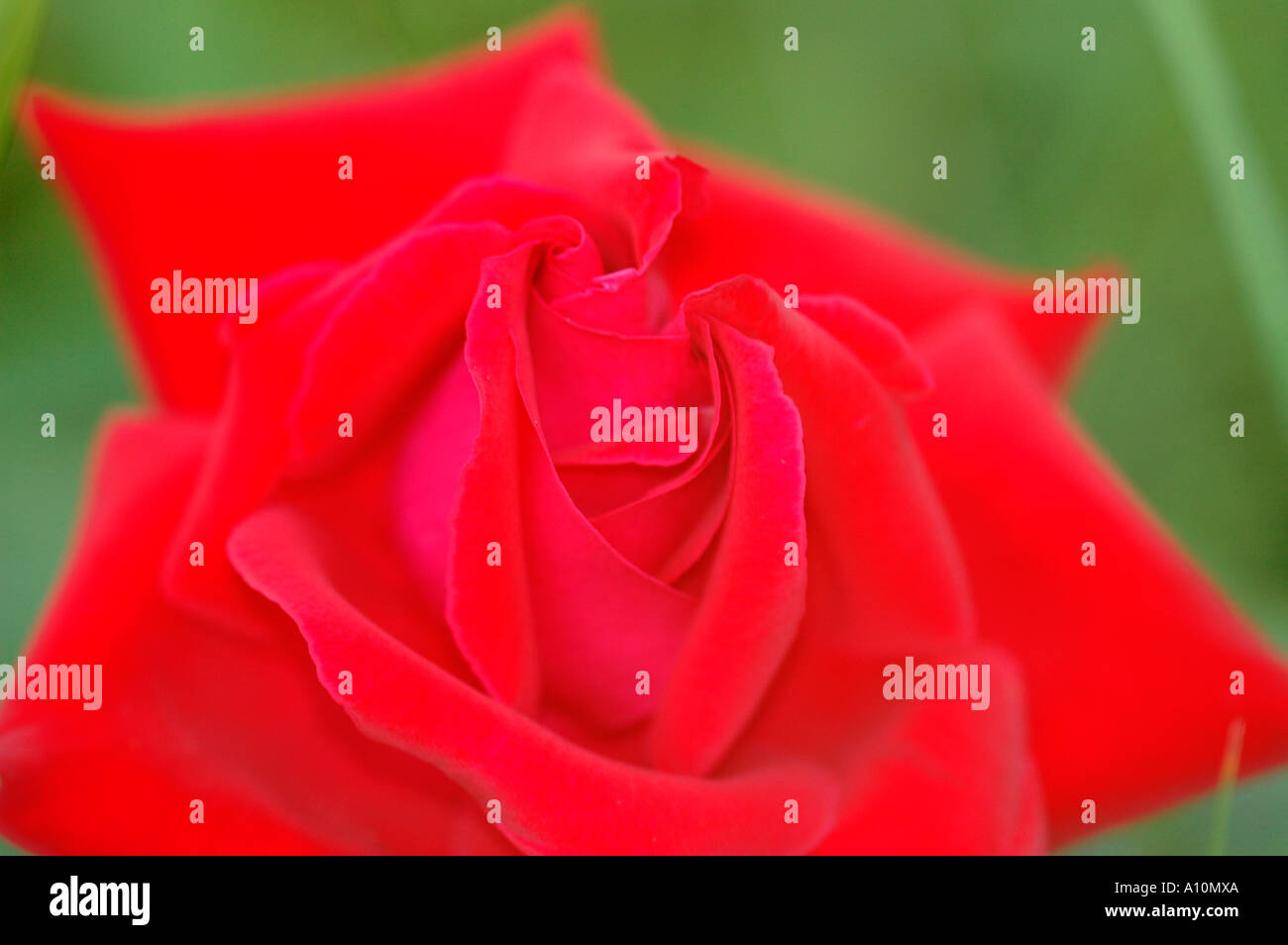 a single red tea rose growing in a garde Stock Photo - Alamy