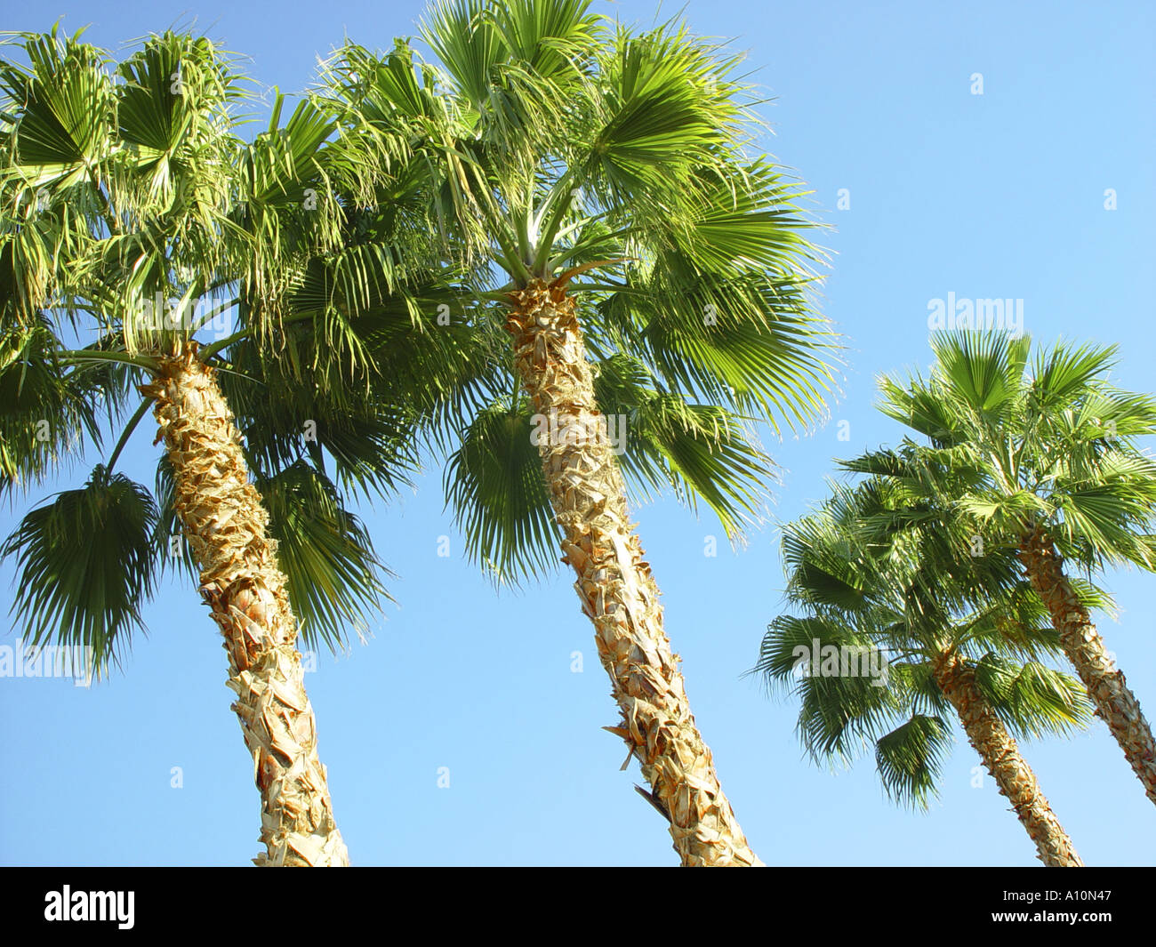 Three palm trees with a blue sky background Stock Photo - Alamy