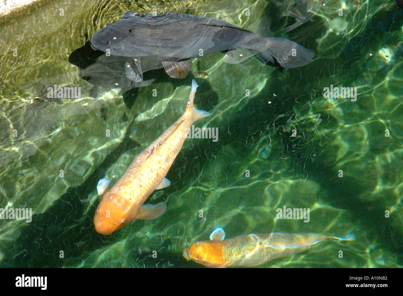 Mixed koi hi-res stock photography and images - Alamy
