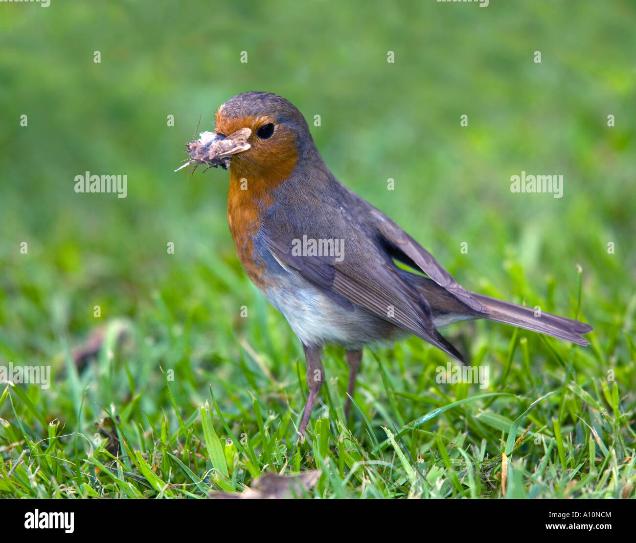 Robin moth hi-res stock photography and images - Alamy