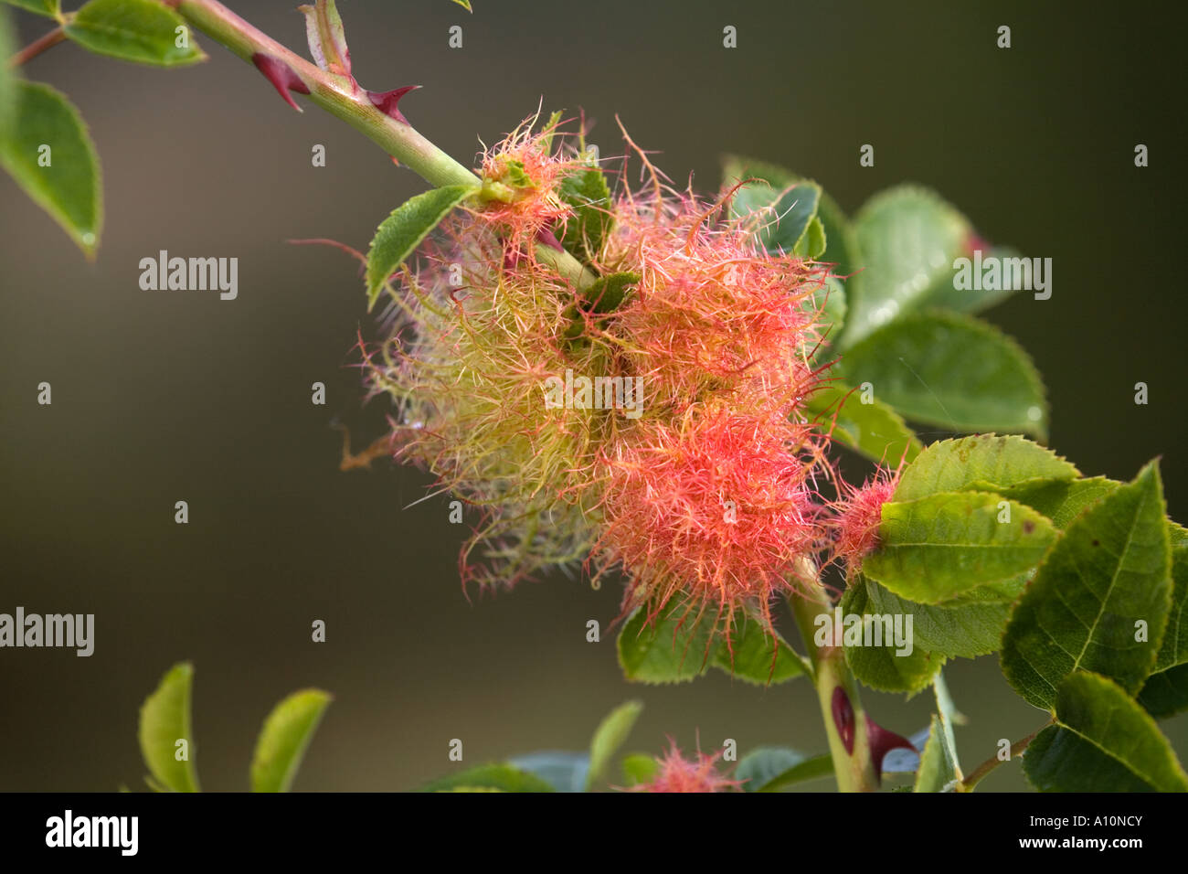 robin s pincushion gall wasp Diplolepis rosae on a dog rose Stock Photo ...