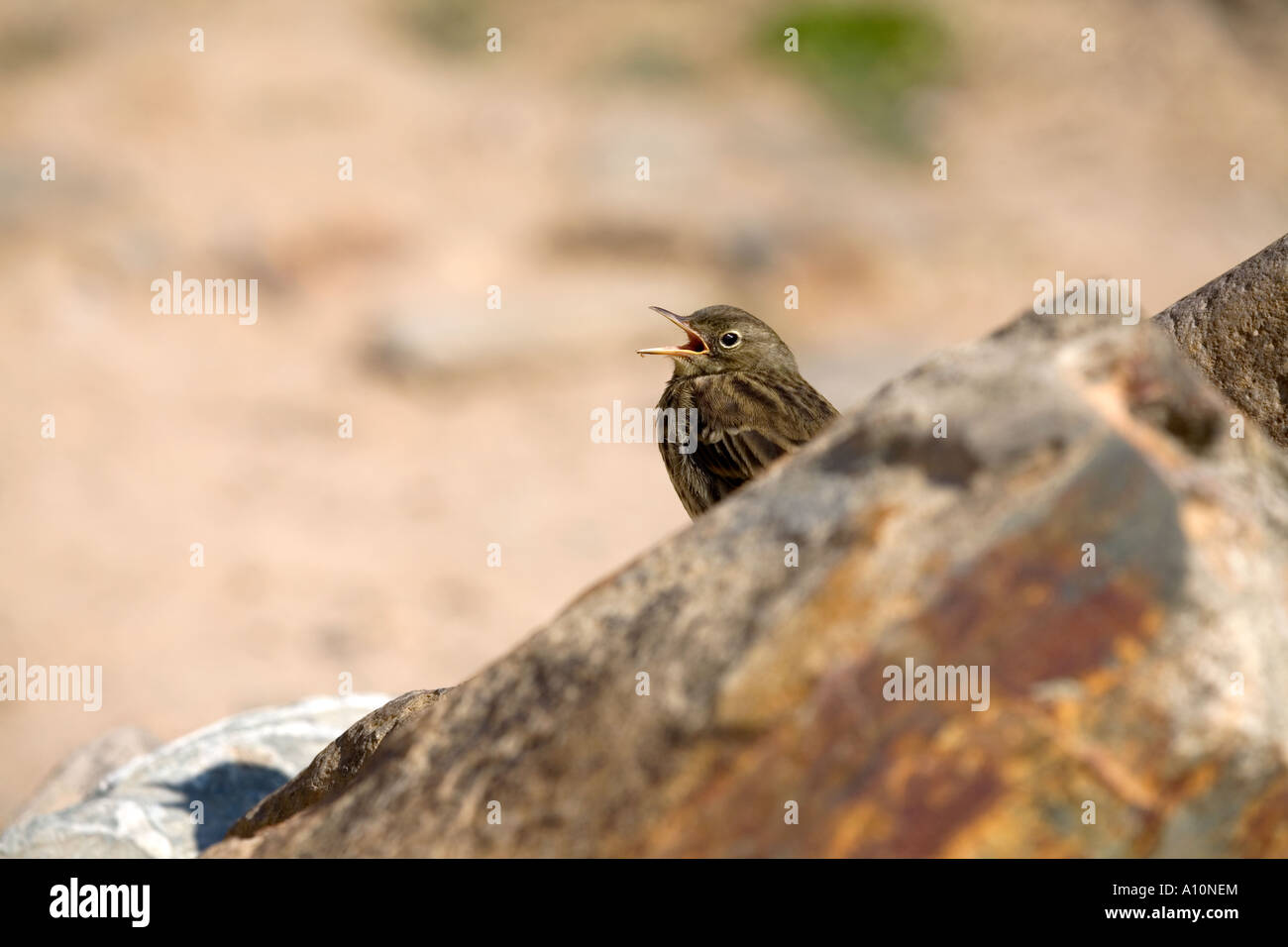 Juvenile rock pipit hi-res stock photography and images - Alamy