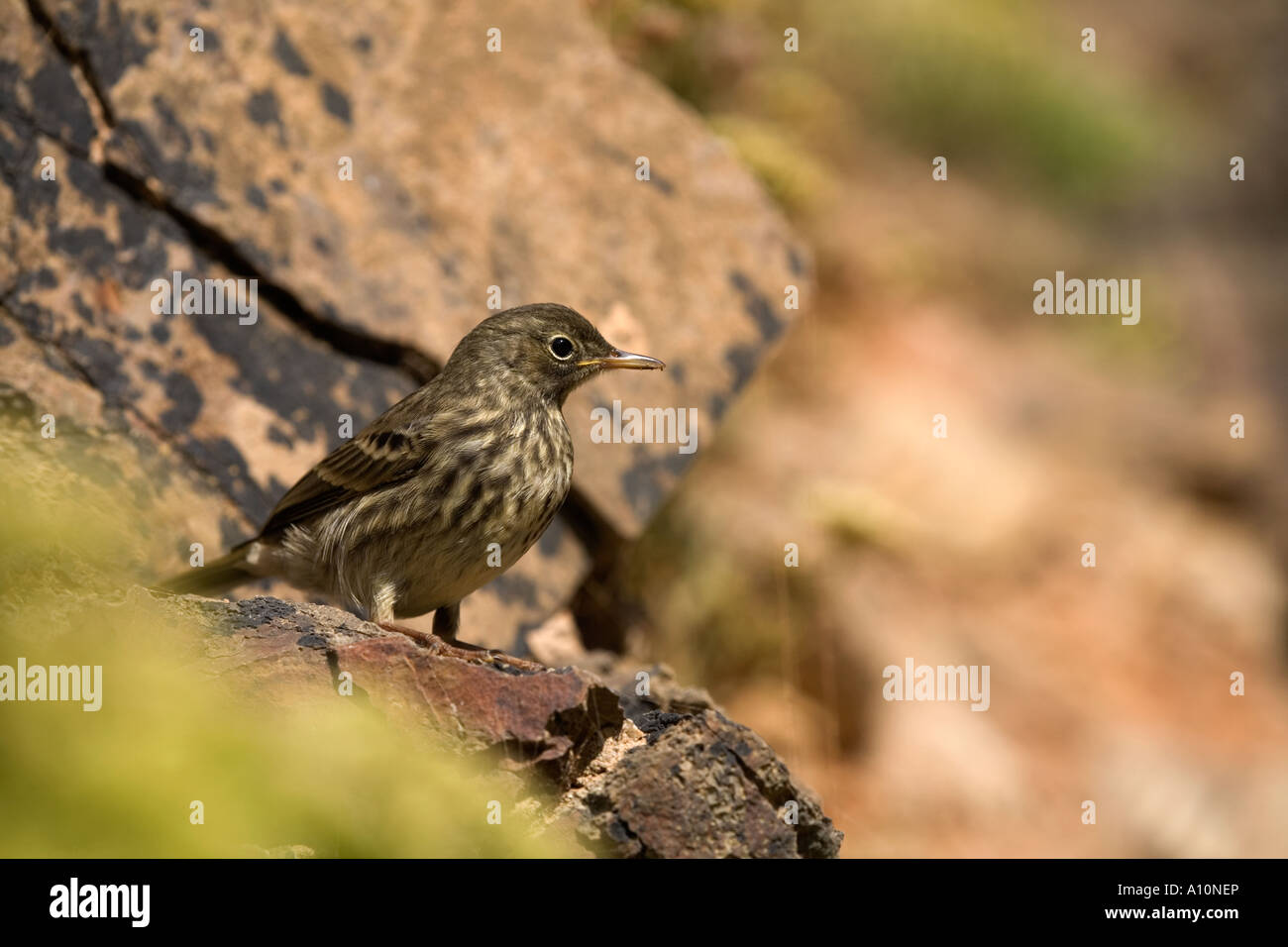 Juvenile rock pipit hi-res stock photography and images - Alamy