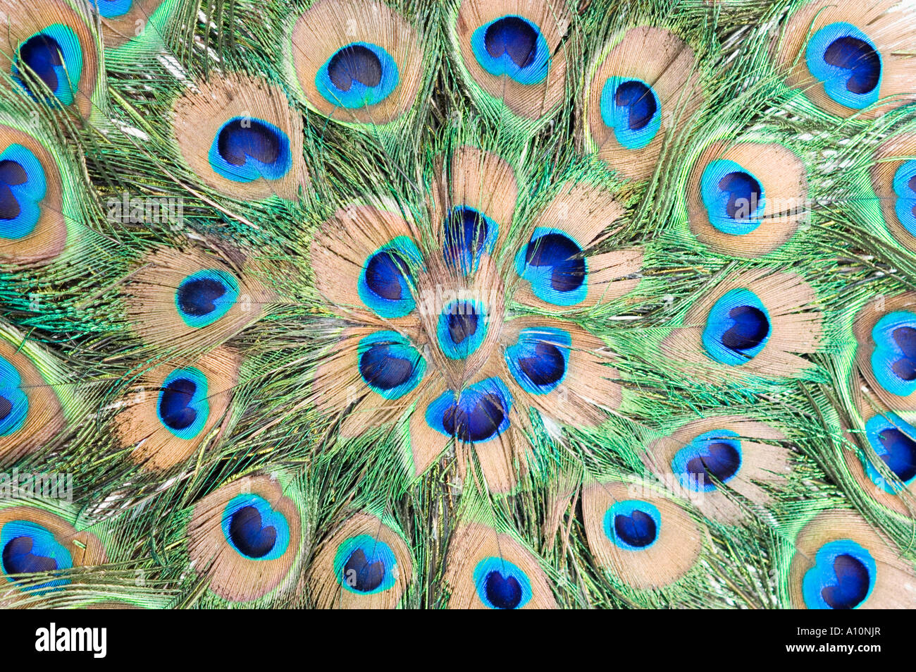 Peacock nature full hi-res stock photography and images - Alamy