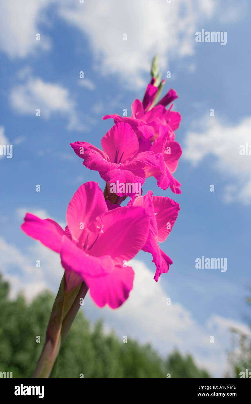 Gladiolus flowers hi-res stock photography and images - Alamy