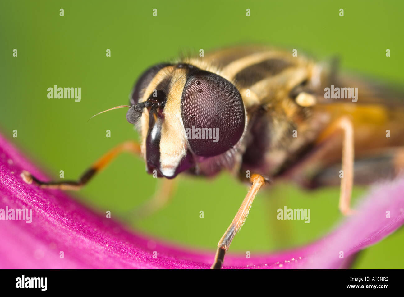 Compound eyes vision flower hi-res stock photography and images - Alamy