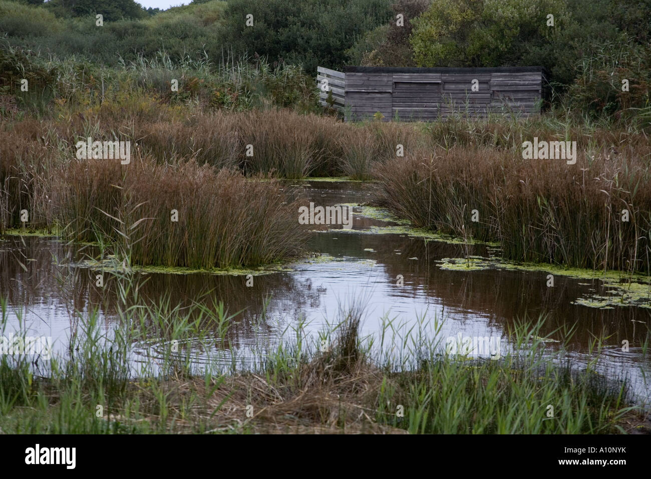 bird hide at lower moors nature trail st mary s isles of scilly Stock ...