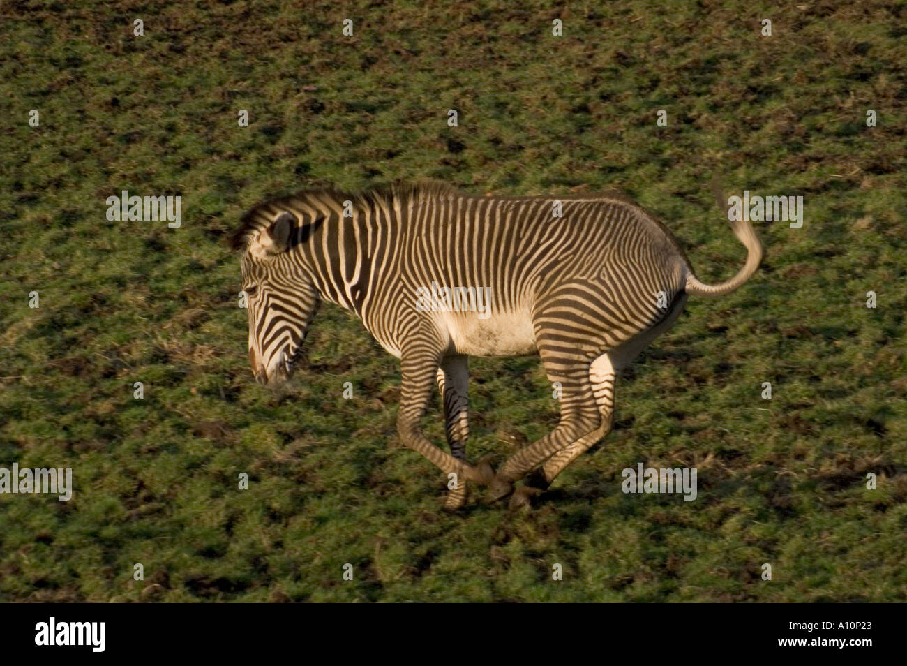 Zebra running Edinburgh Zoo Scotland Stock Photo - Alamy