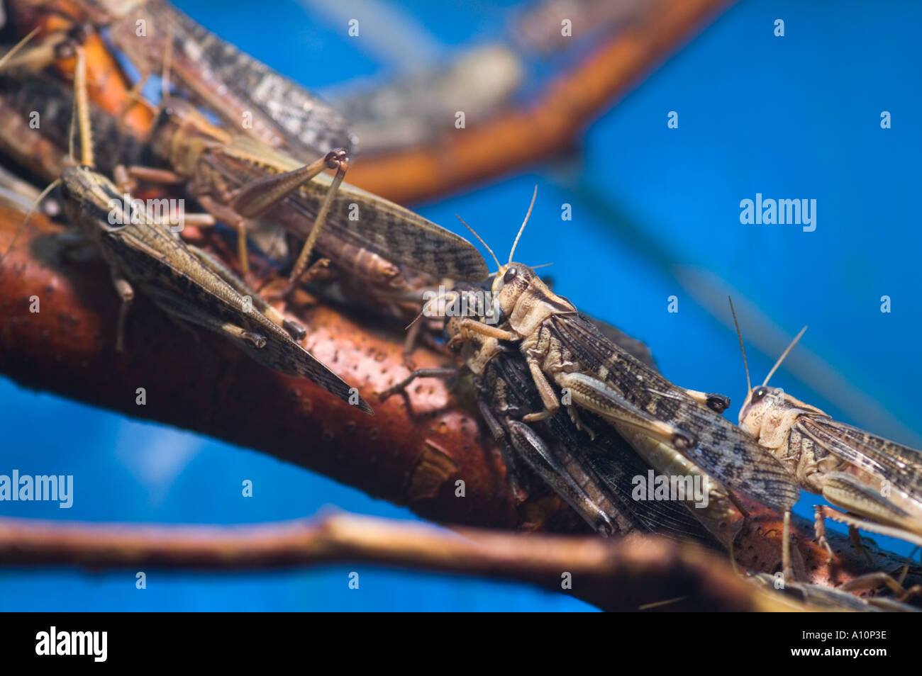 African migratory locust hi-res stock photography and images - Alamy