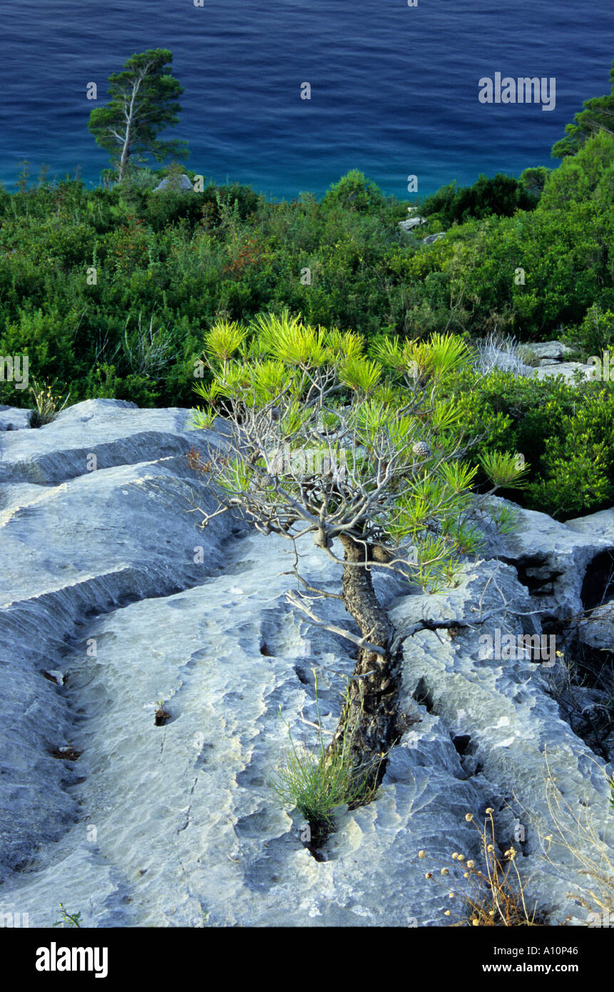 Small pine tree Growing through rock Tucepi Croatia Stock Photo - Alamy