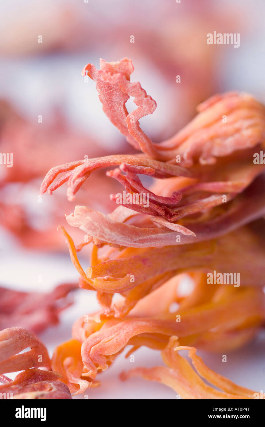Close-up of dried Mace blades Stock Photo - Alamy
