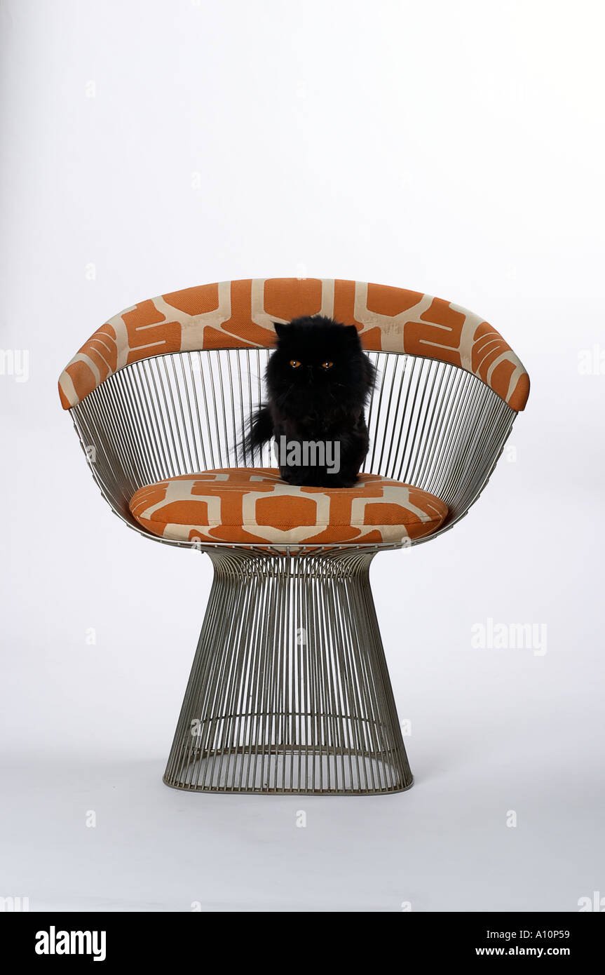 Fancy cat sits on orange and white chair against white background Stock ...