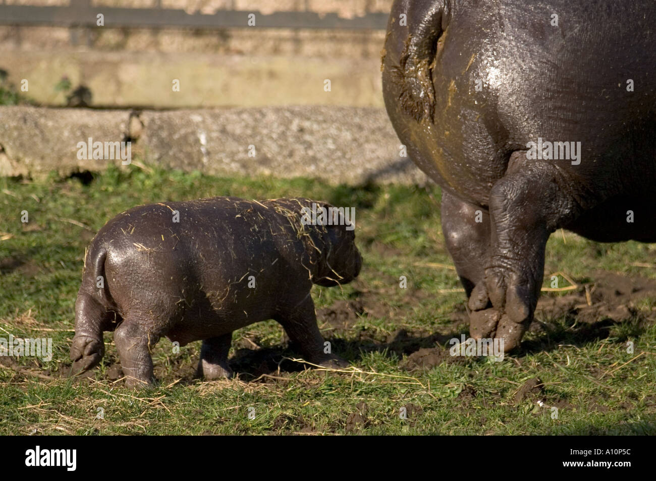 New baby pygmy hippopotamus Hexaprotodon liberiensis 2005 Edinburgh Zoo ...