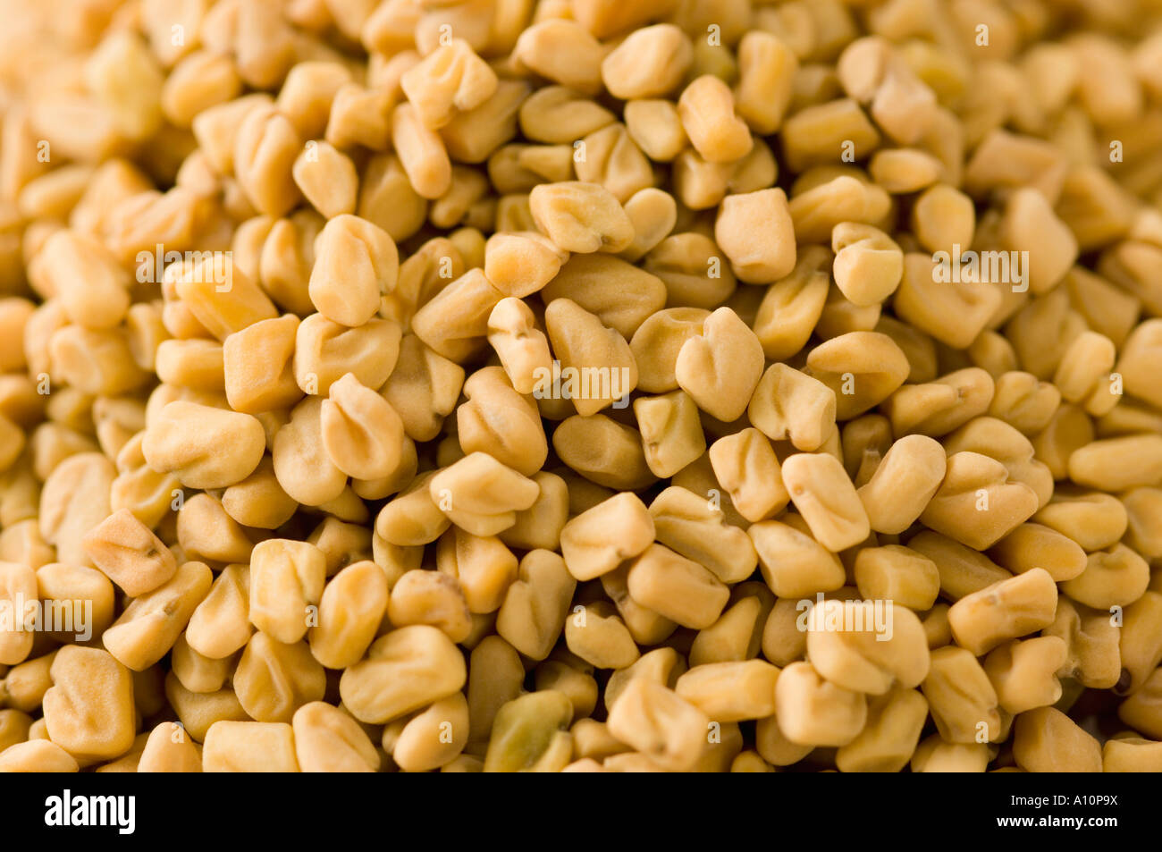 Close-up of Fenugreek seeds Stock Photo - Alamy