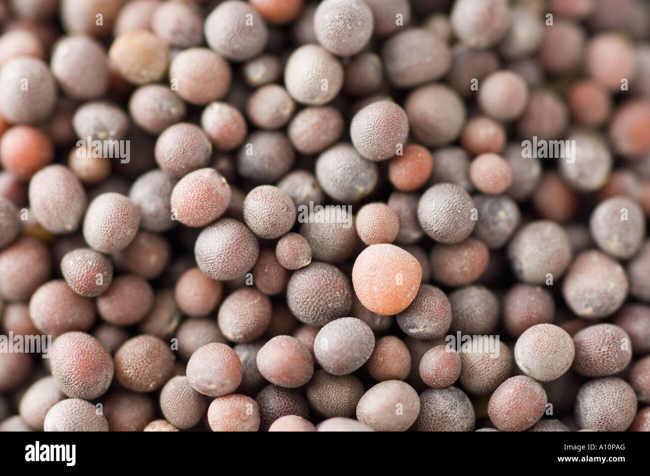 Close-up of mustard seeds Stock Photo - Alamy