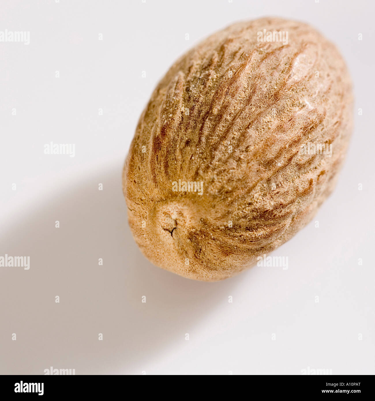 Close-up of a nutmeg Stock Photo - Alamy