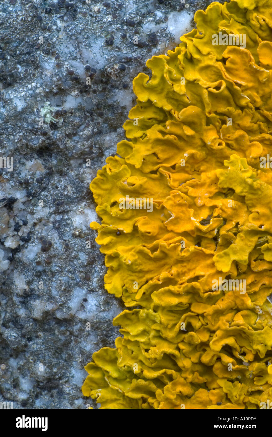 yellow scales lichen Xanthoria parietina Stock Photo - Alamy
