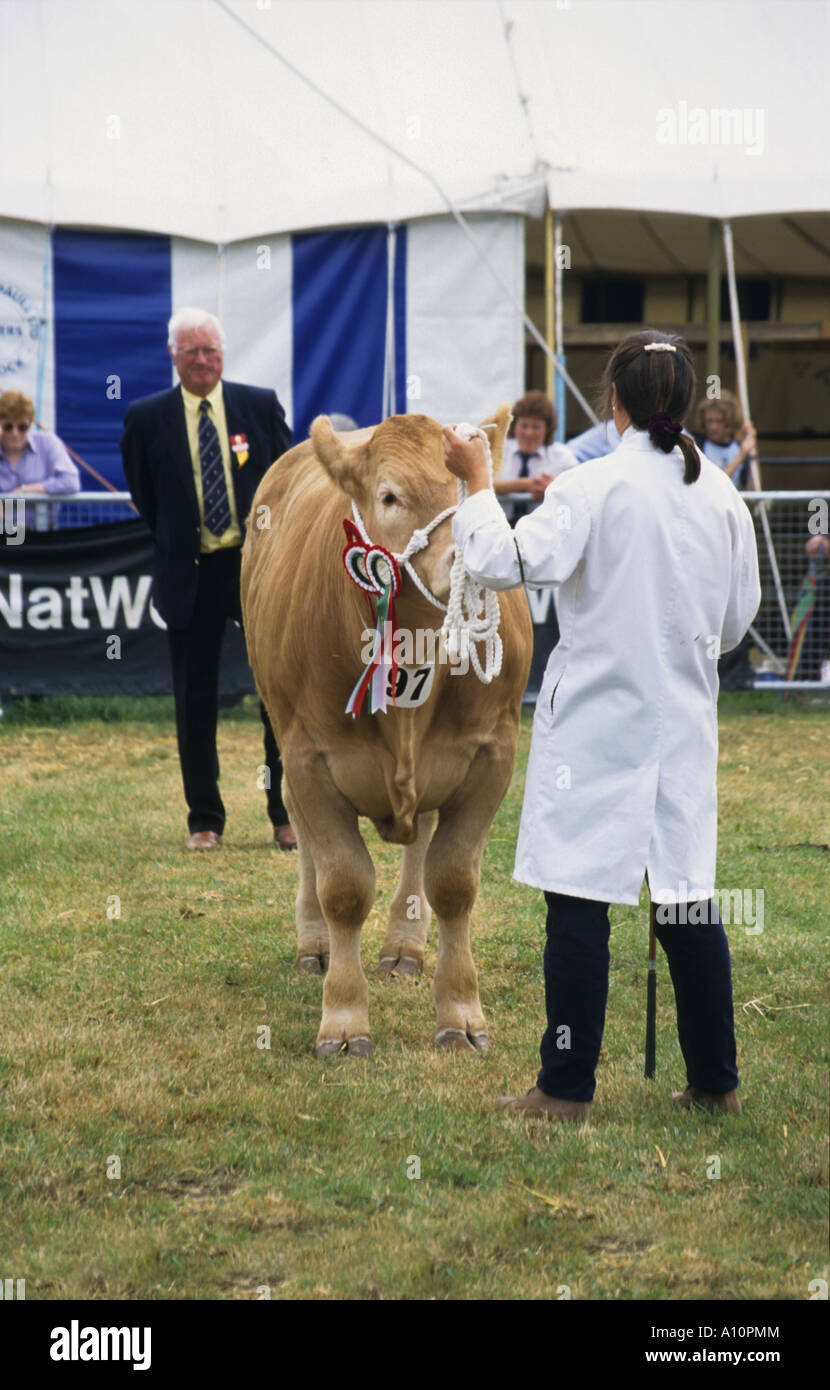 judging in the show ring hampshire show new forest Stock Photo - Alamy