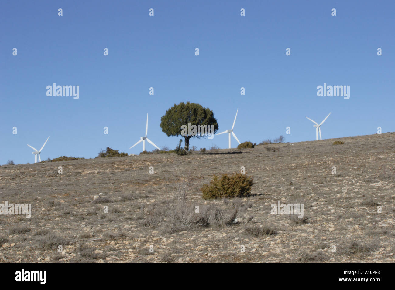 A line of Wind Turbines and a lone tree Stock Photo - Alamy