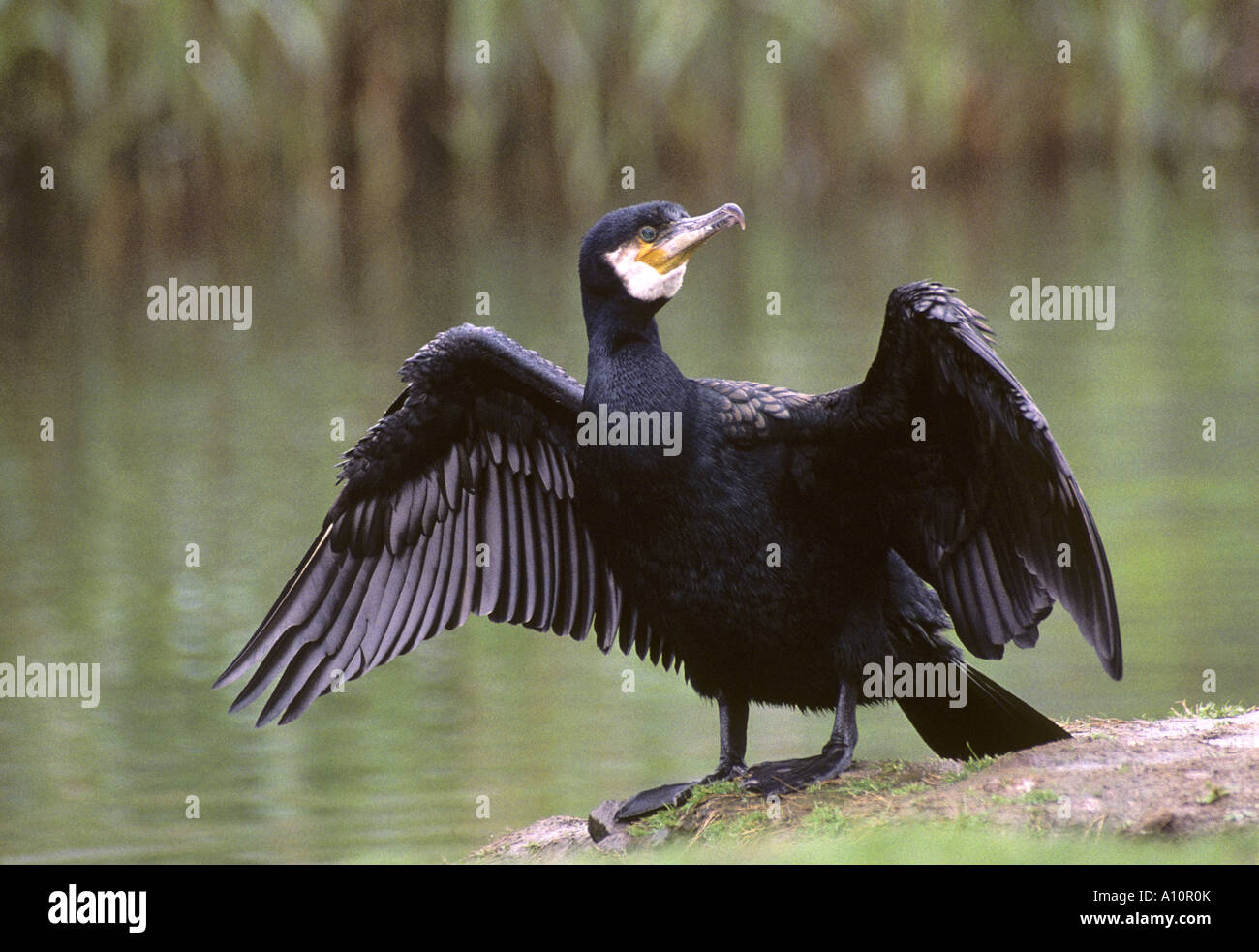 Cormorant wing hi-res stock photography and images - Alamy