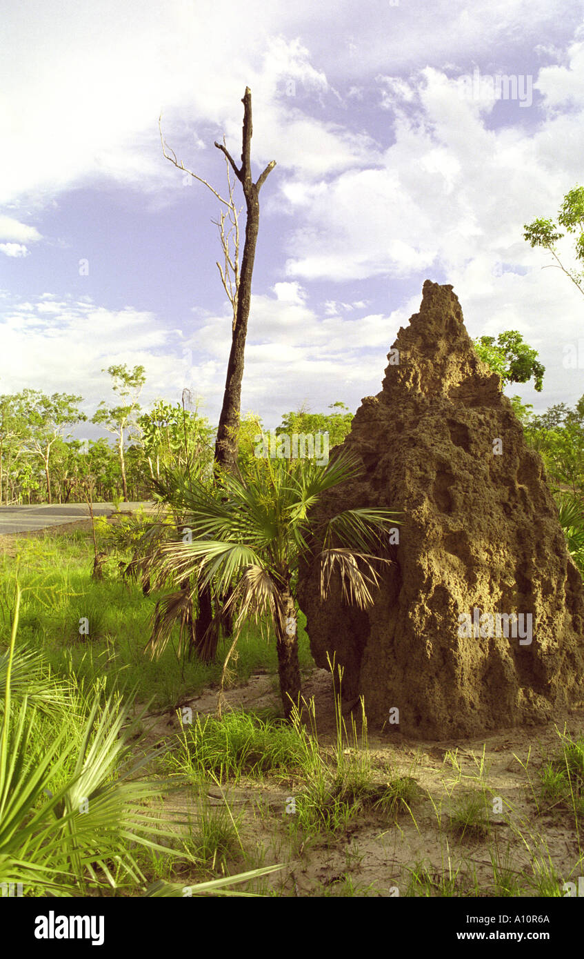 Termite hill in Litchfield National Park, Magnetic Termites Stock Photo ...