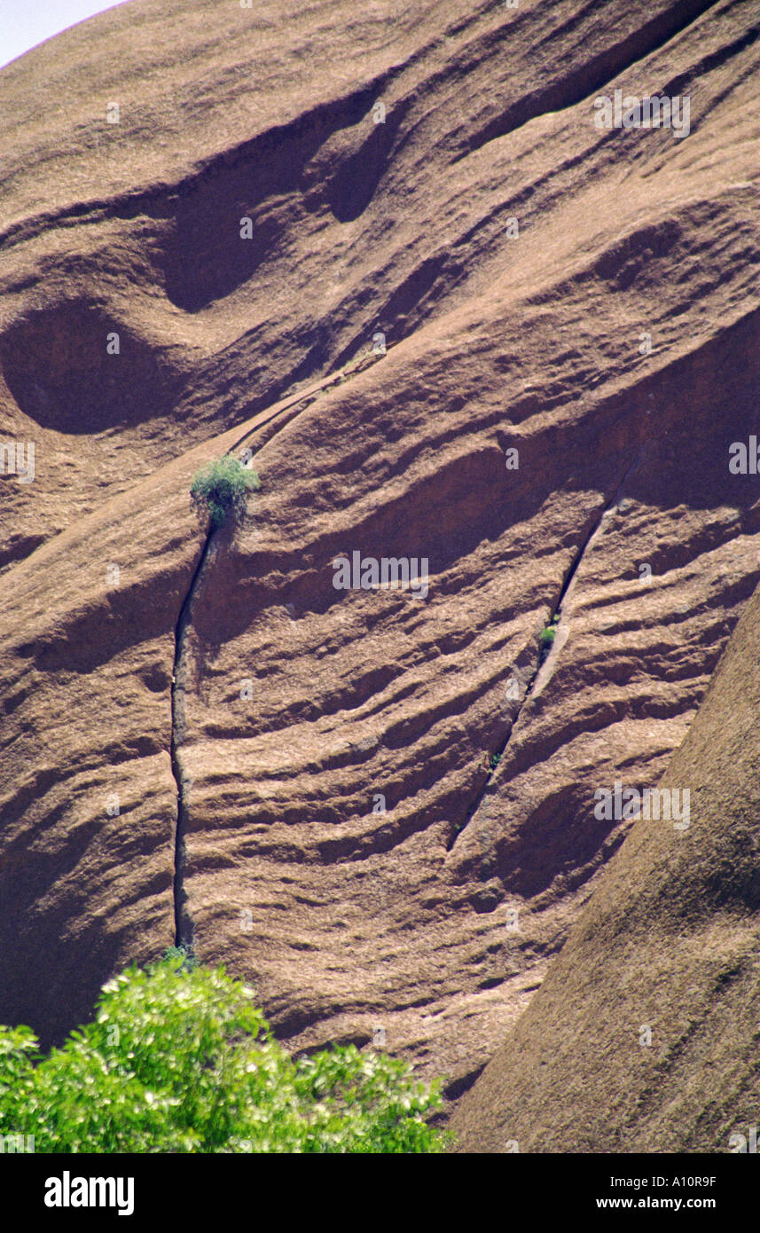 Tree at Ayers Rock, Uluru National Park Stock Photo - Alamy