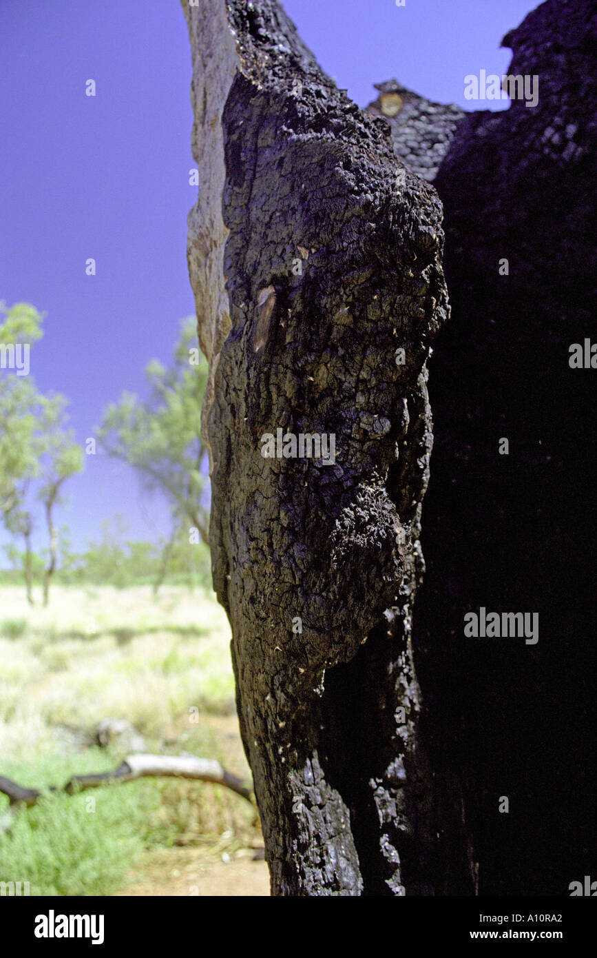 Burnt tree at Ayers Rock, Uluru National Park Stock Photo - Alamy