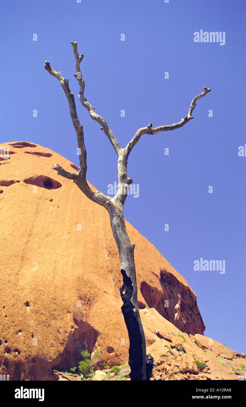 Burnt tree at Ayers Rock, Uluru National Park Stock Photo - Alamy
