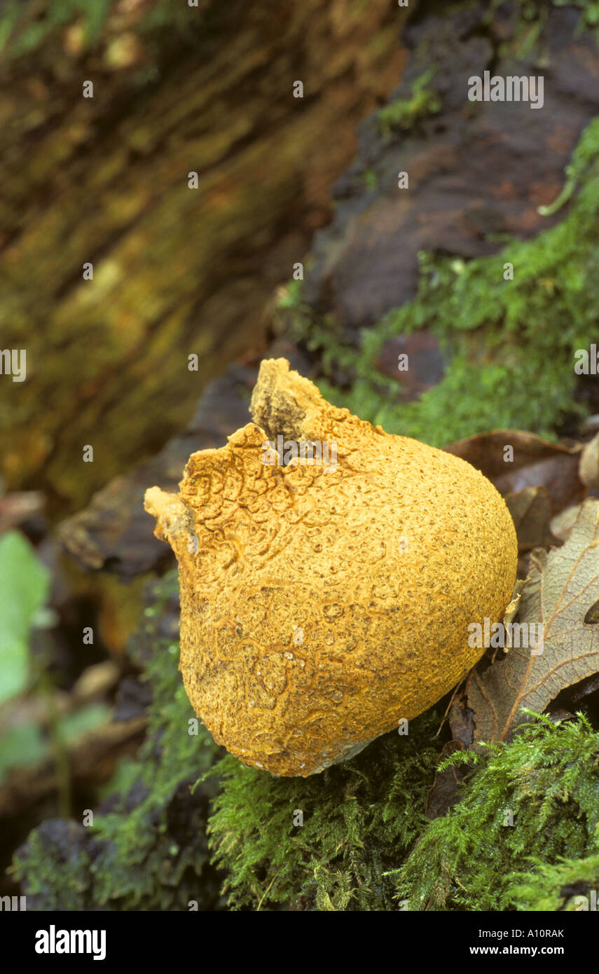earth ball Scleroderma verrucosum growing in Godolphin wood cornwall ...