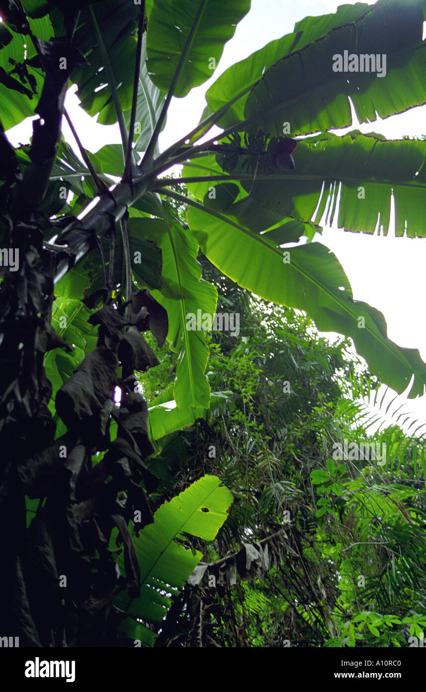 Banana tree in Kuranda Stock Photo - Alamy