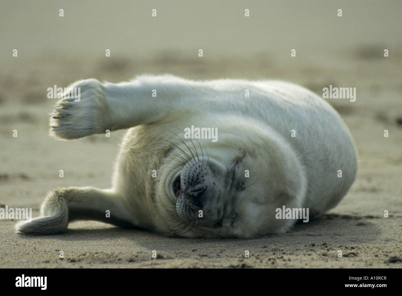 Seal stretching on the beach hi-res stock photography and images - Alamy
