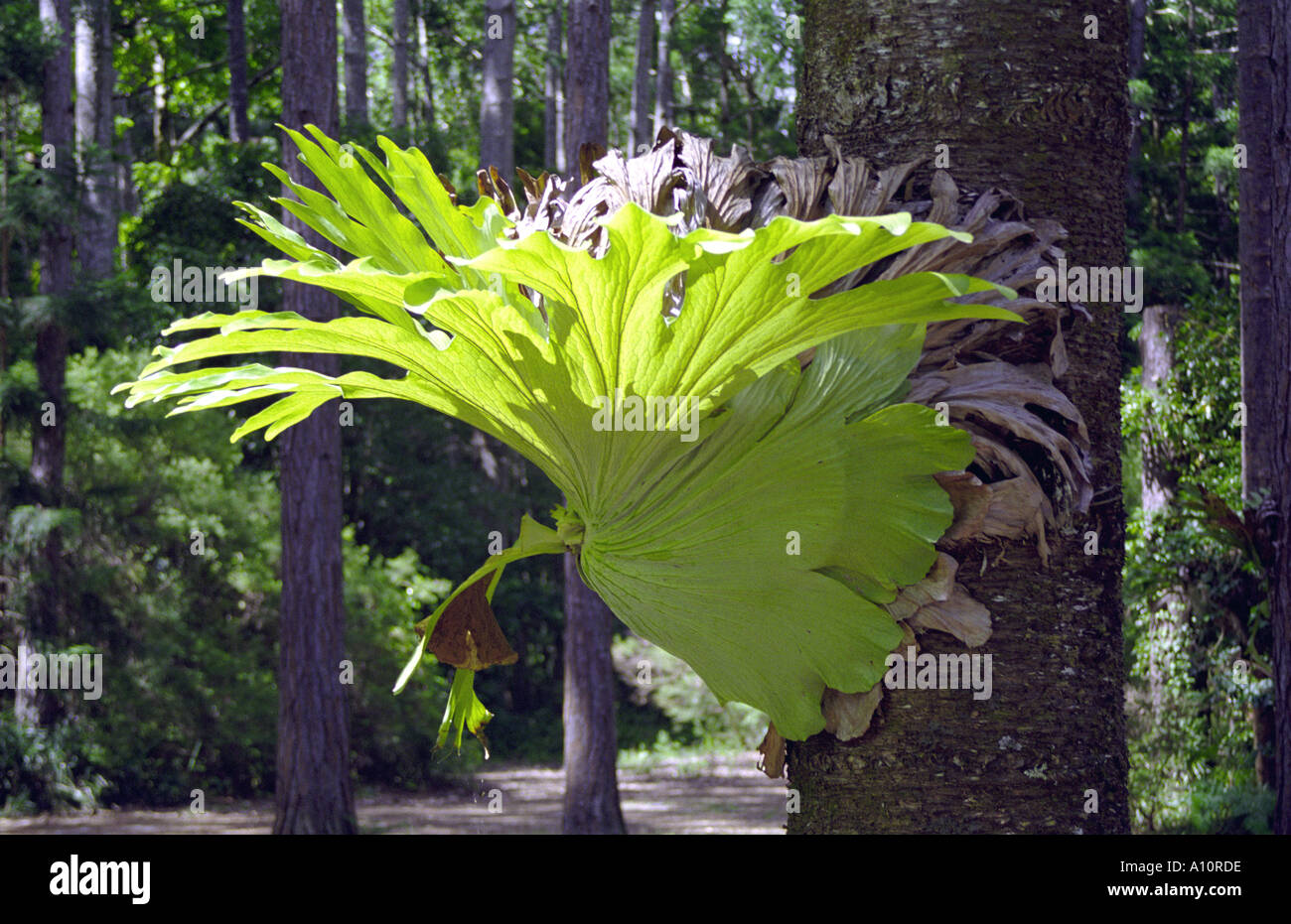 Staghorn ferns in forest hi-res stock photography and images - Alamy