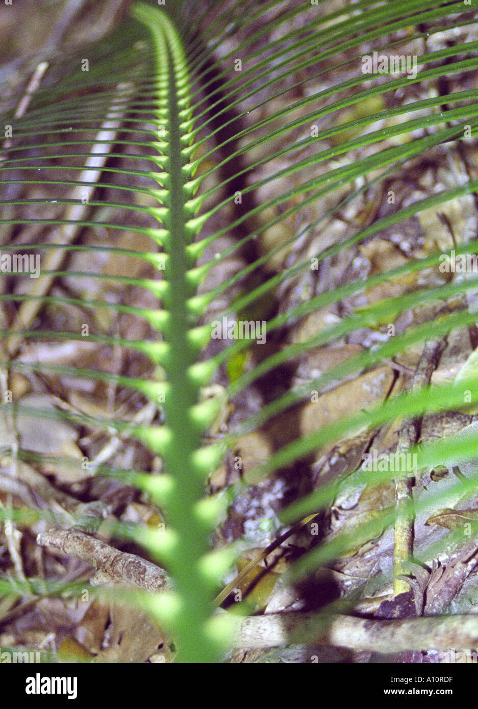 Fraser island vegetation national park hi-res stock photography and ...