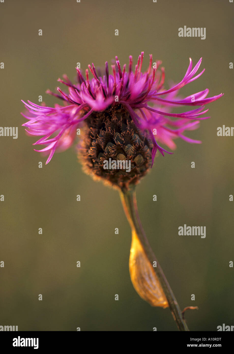 Burnet Moth Cocoon High Resolution Stock Photography and Images - Alamy