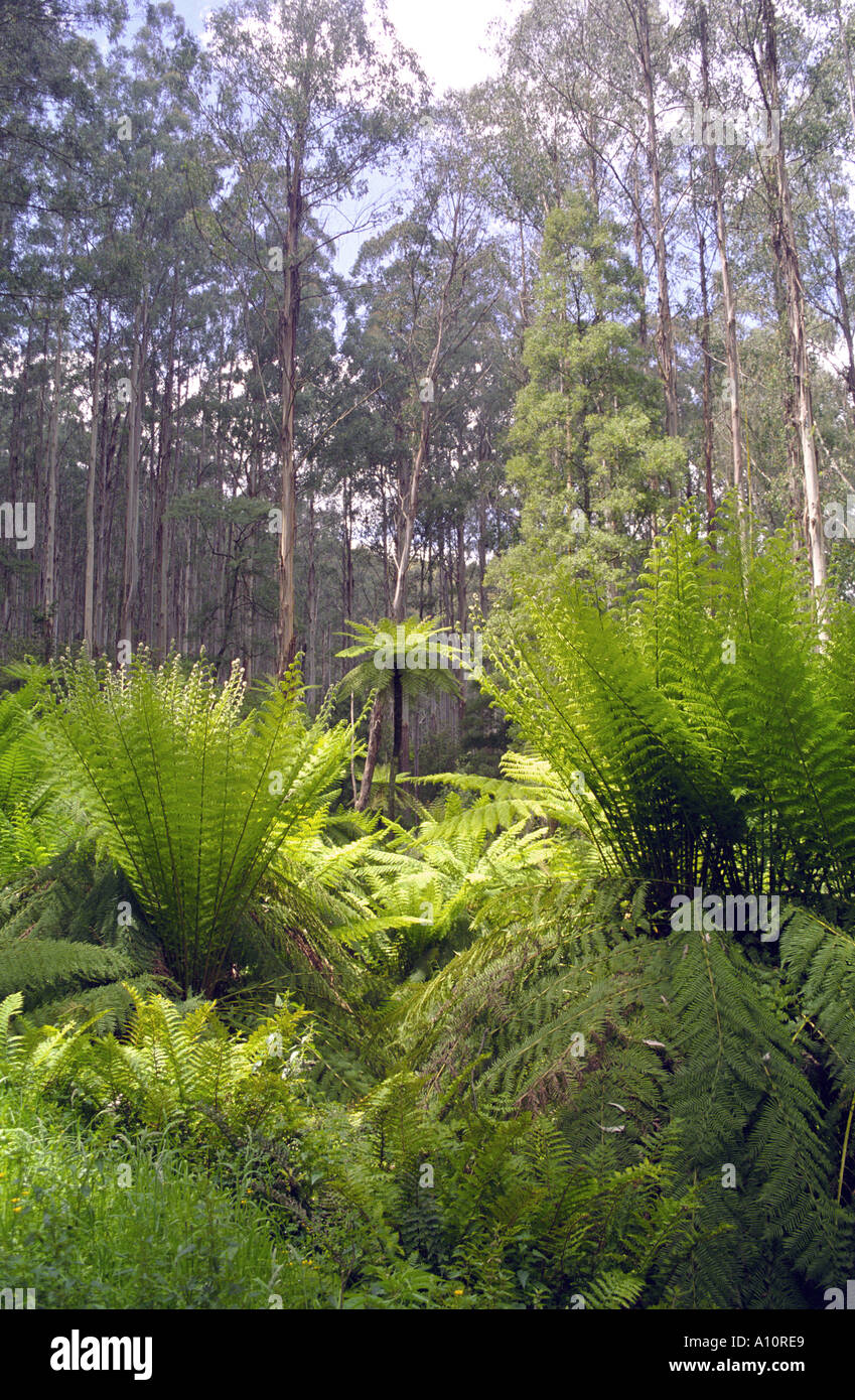 Fern trees in Yarra National Park Stock Photo - Alamy