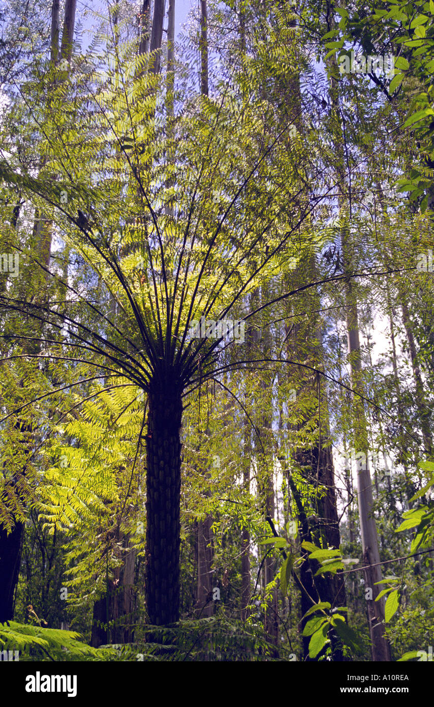 Fern trees in Yarra National Park Stock Photo - Alamy