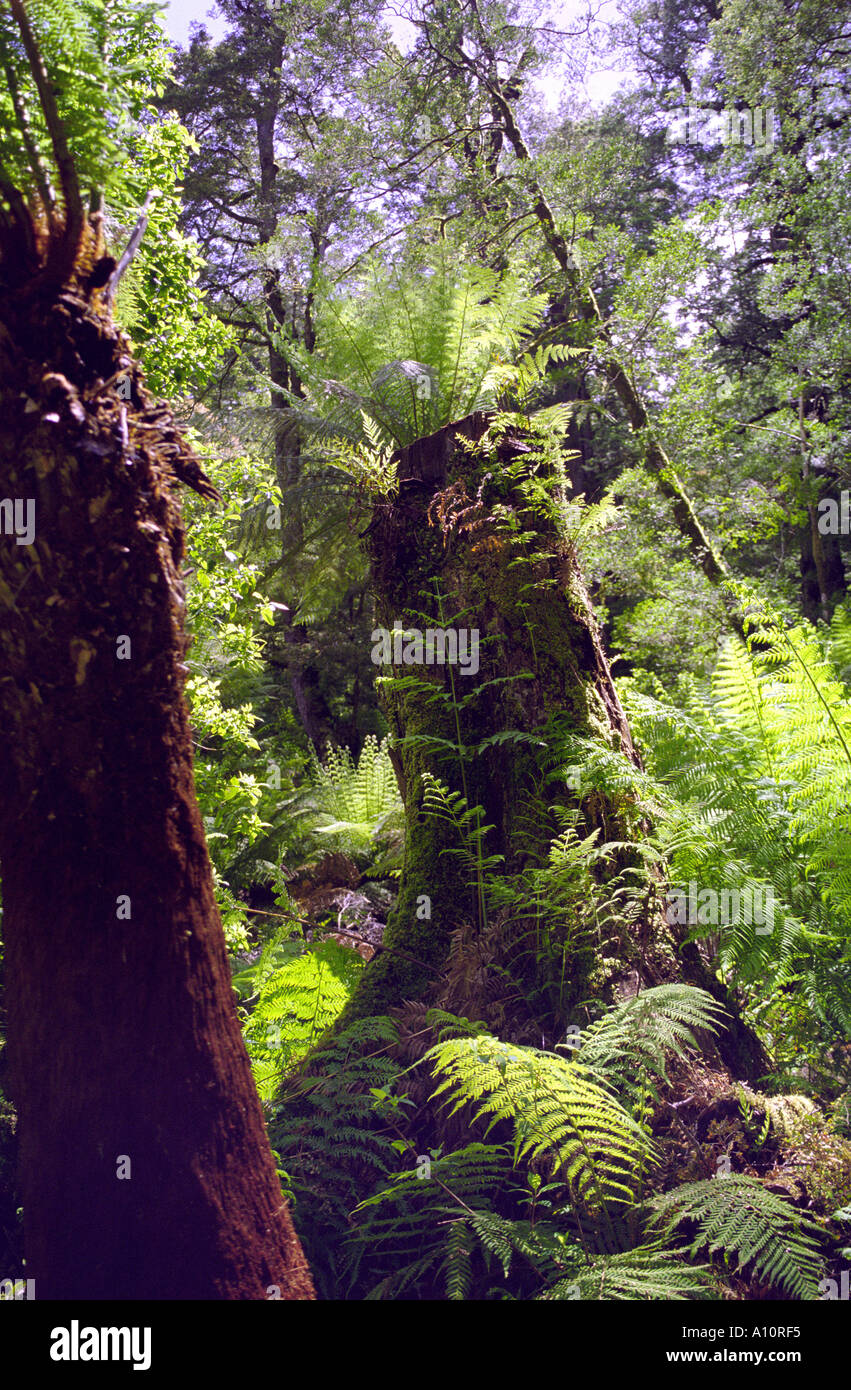 Fern trees, Otway Ranges Stock Photo - Alamy