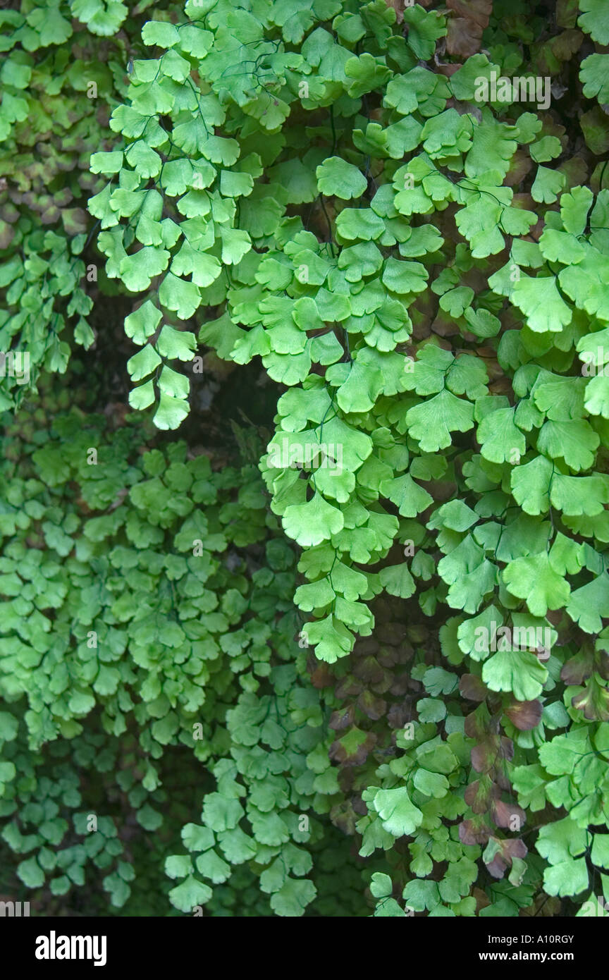 Veneris hi-res stock photography and images - Alamy