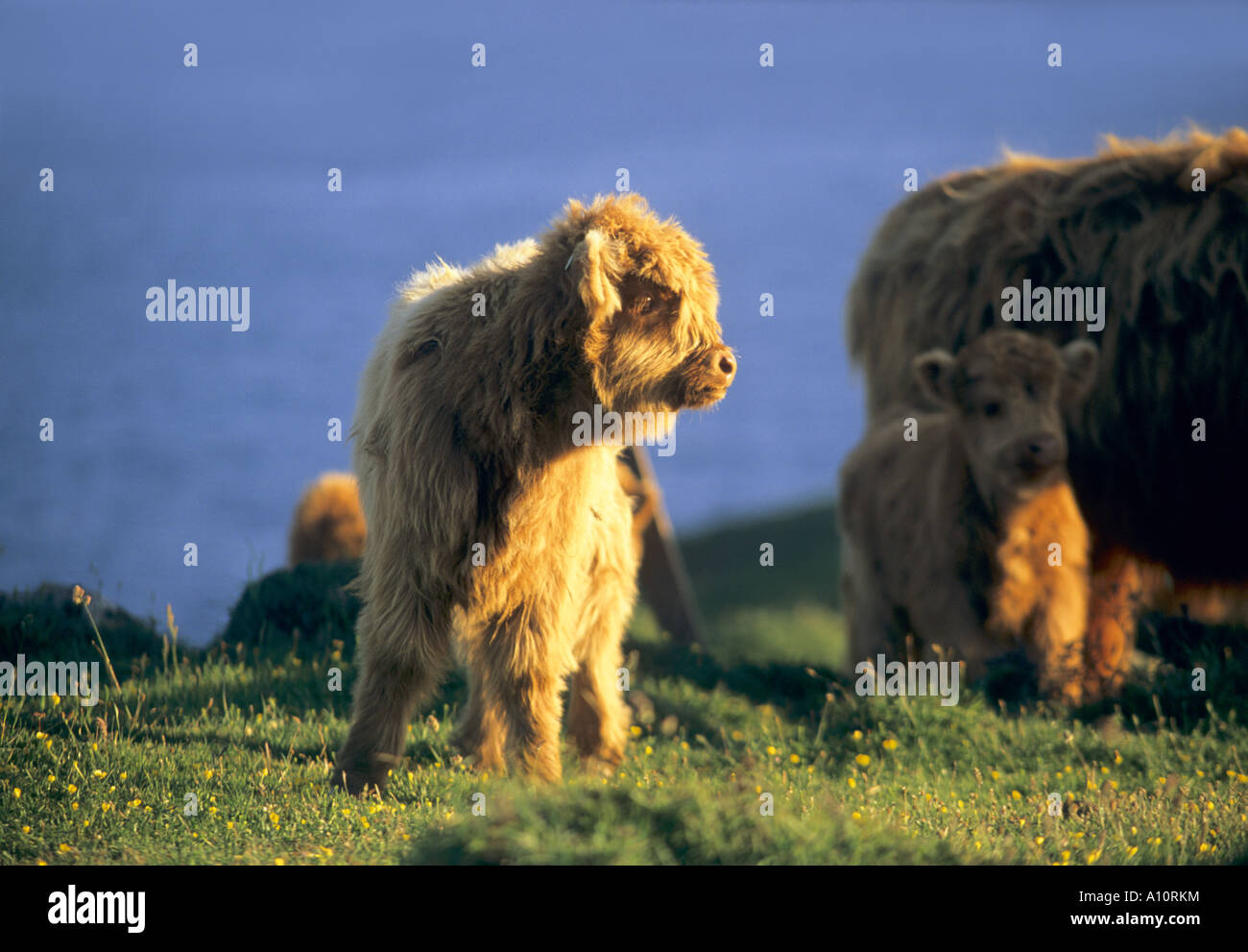 horses grazing the breney common wildlife trust reserve cornwall Stock ...