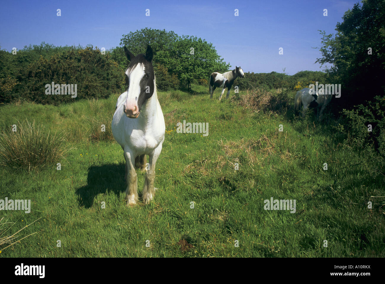horses grazing the breney common wildlife trust reserve cornwall Stock ...