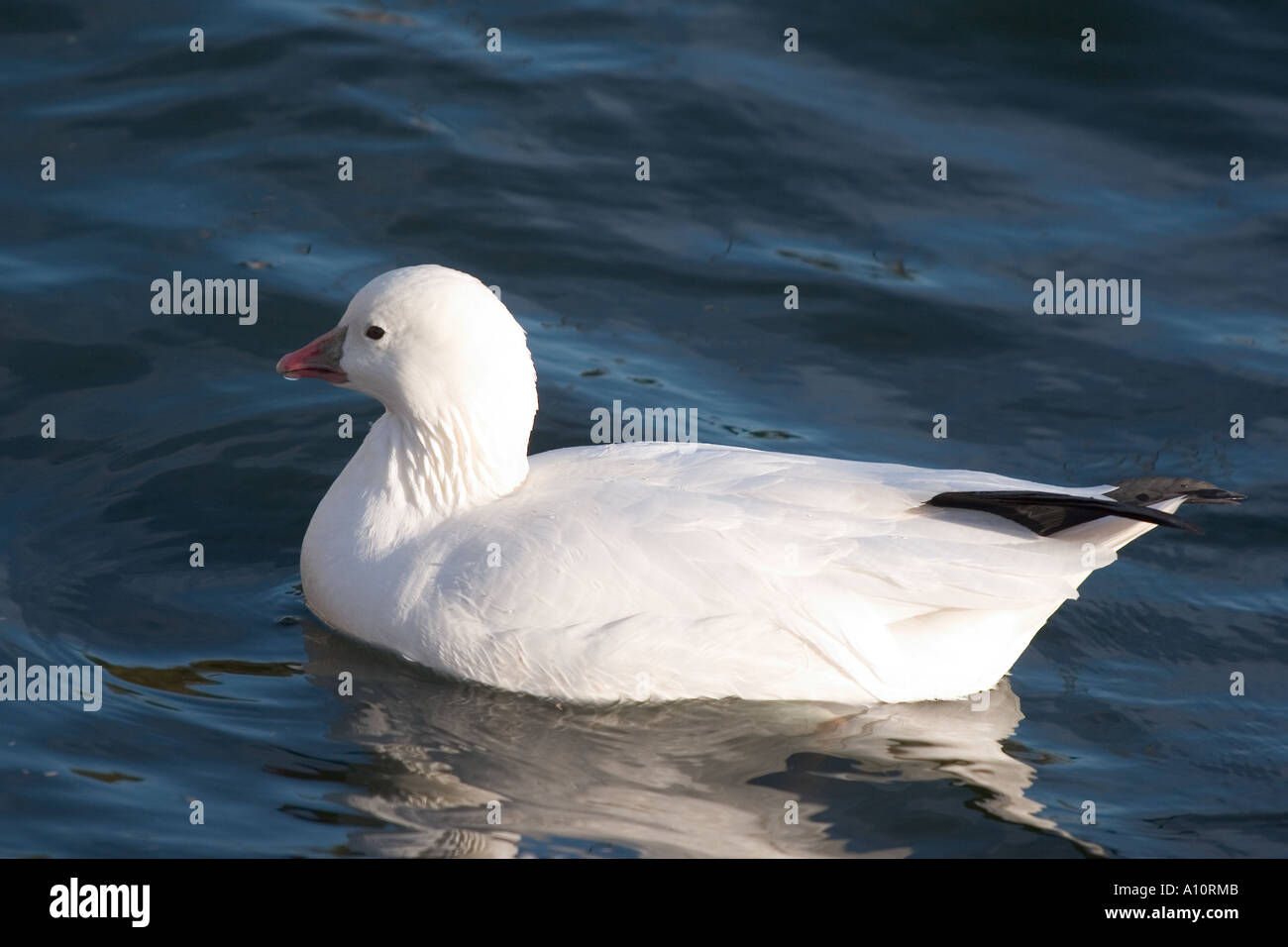 Goose dripping hi-res stock photography and images - Alamy